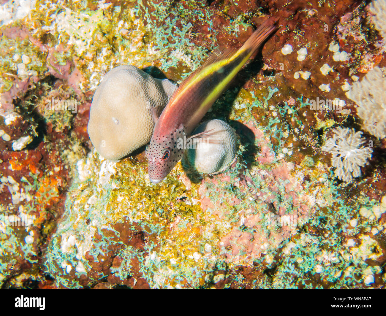 Freckled hawk fish hi-res stock photography and images - Alamy