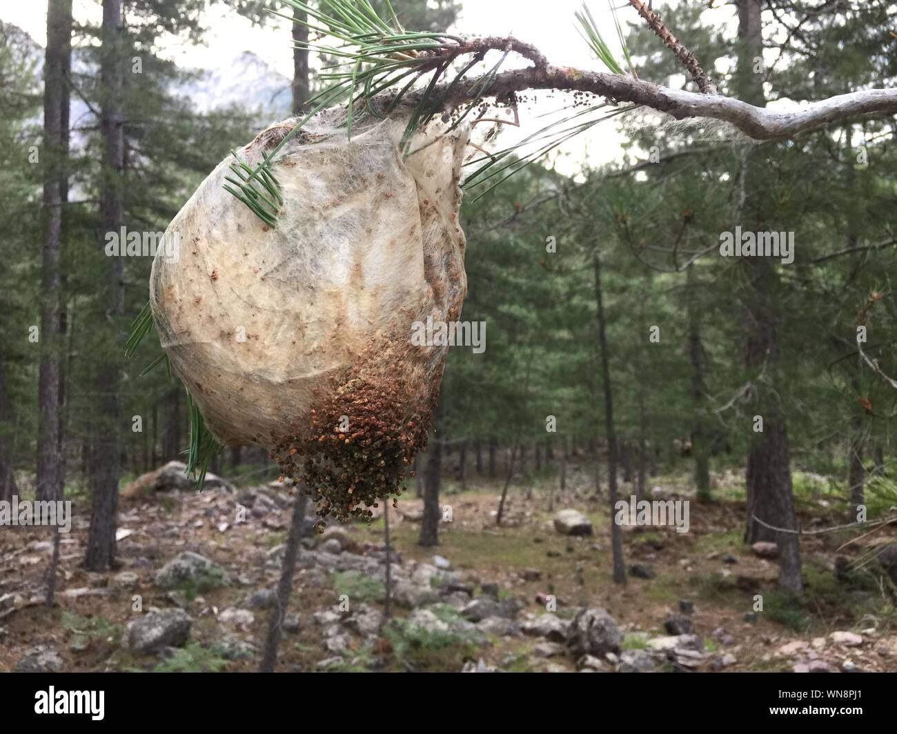 Large spider web in tree hi-res stock photography and images - Alamy