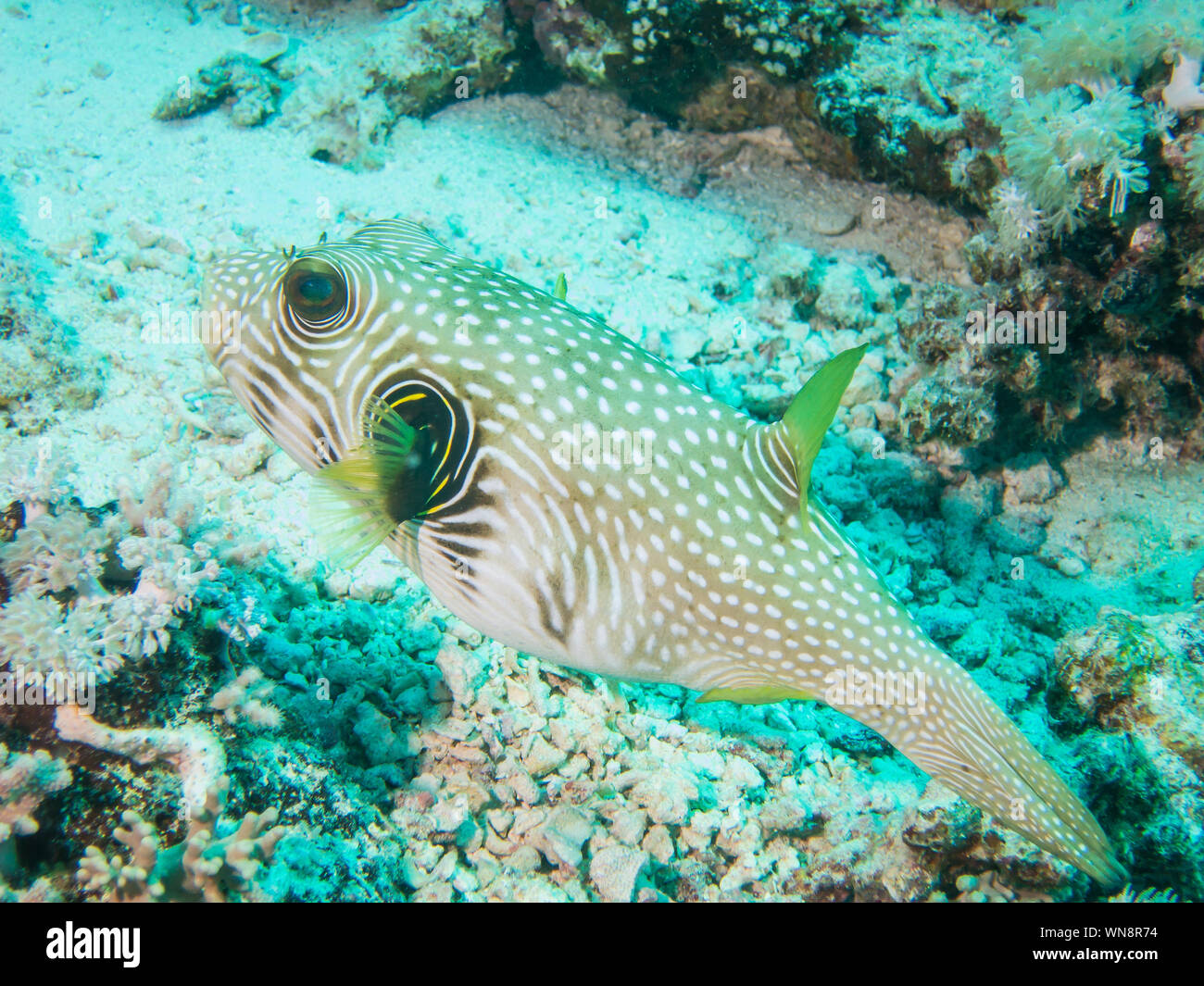 Starry Puffer Fish in the Red Sea Stock Photo - Alamy