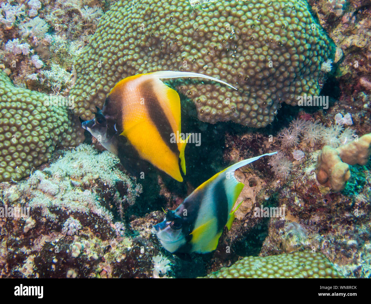 Red Sea Banner Fish Stock Photo - Alamy