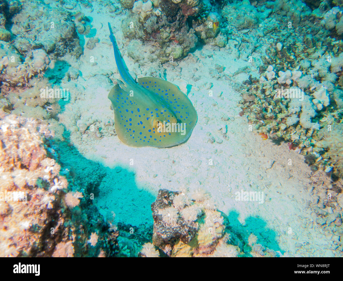 Blue Spotted Sting Ray Stock Photo - Alamy