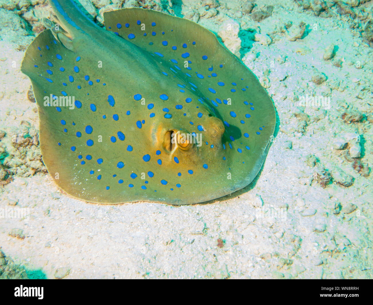 Blue Spotted Sting Ray Stock Photo - Alamy