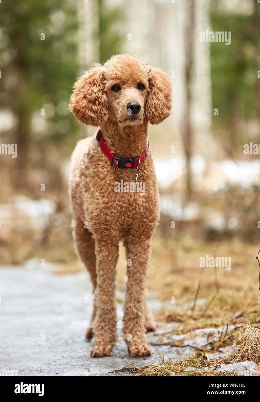 Standard poodle outdoors hi-res stock photography and images - Alamy