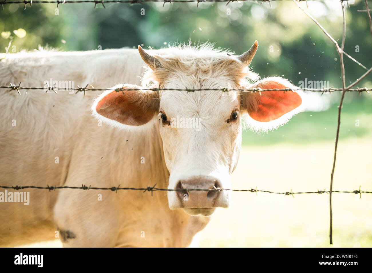 Cow cage hi-res stock photography and images - Alamy