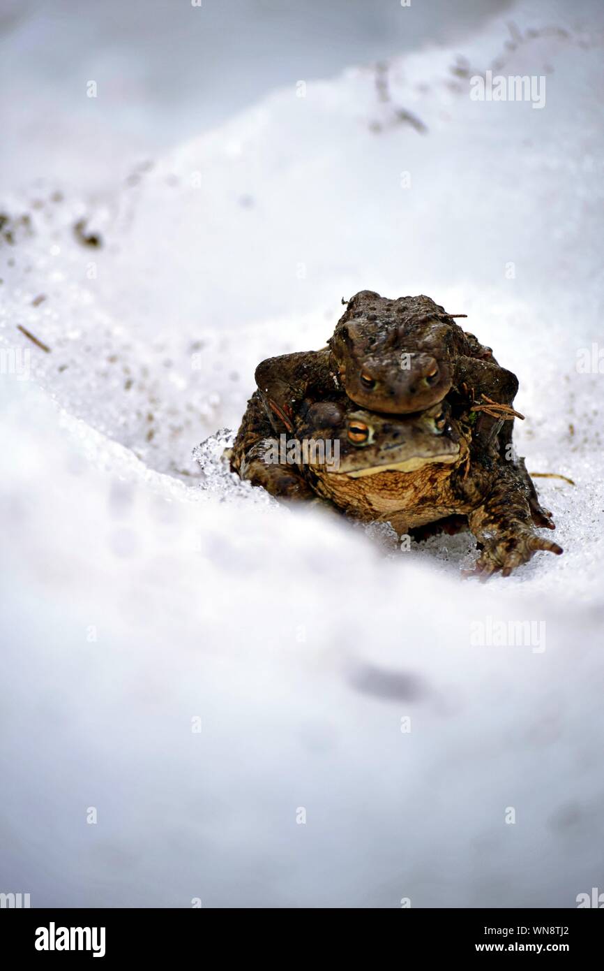 Ground frogs hi-res stock photography and images - Alamy