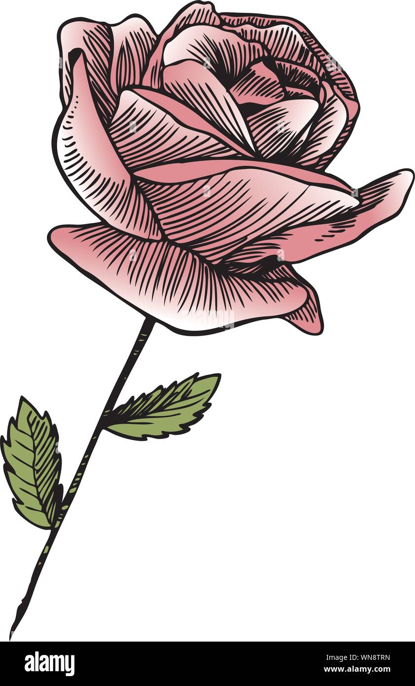 Pink rose plant natural Stock Vector Images - Alamy