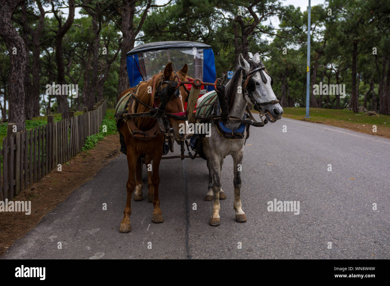 Animal Powered Vehicle High Resolution Stock Photography and Images - Alamy