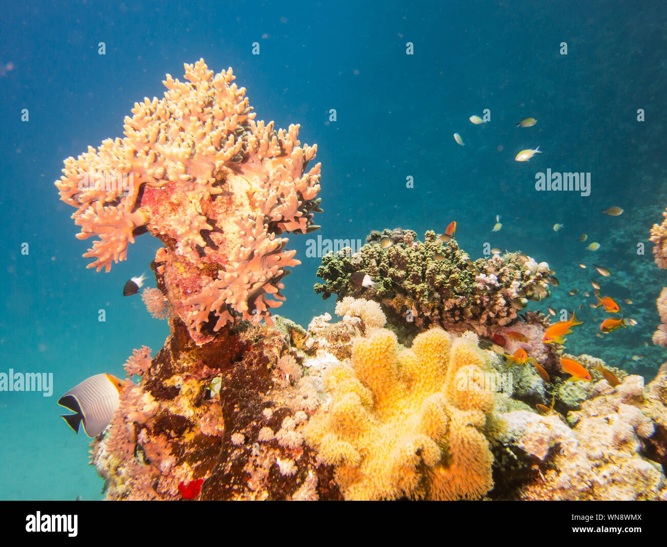 Coral Reef in the Red Sea Stock Photo - Alamy