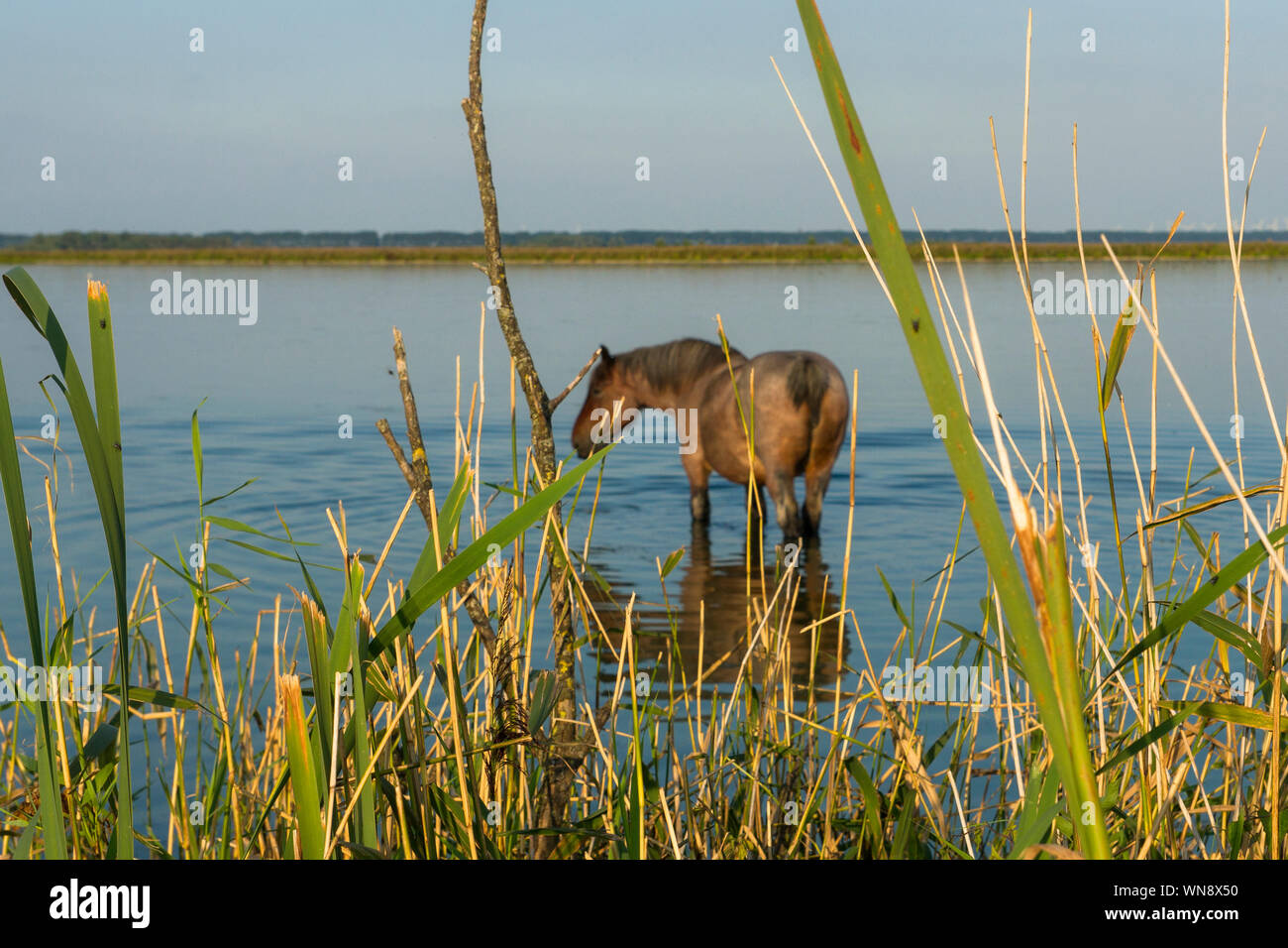 Donkey at water hi-res stock photography and images - Alamy