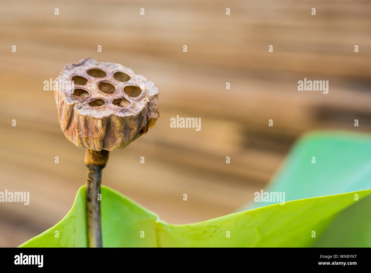 Dried Lotus Pod High Resolution Stock Photography and Images - Alamy