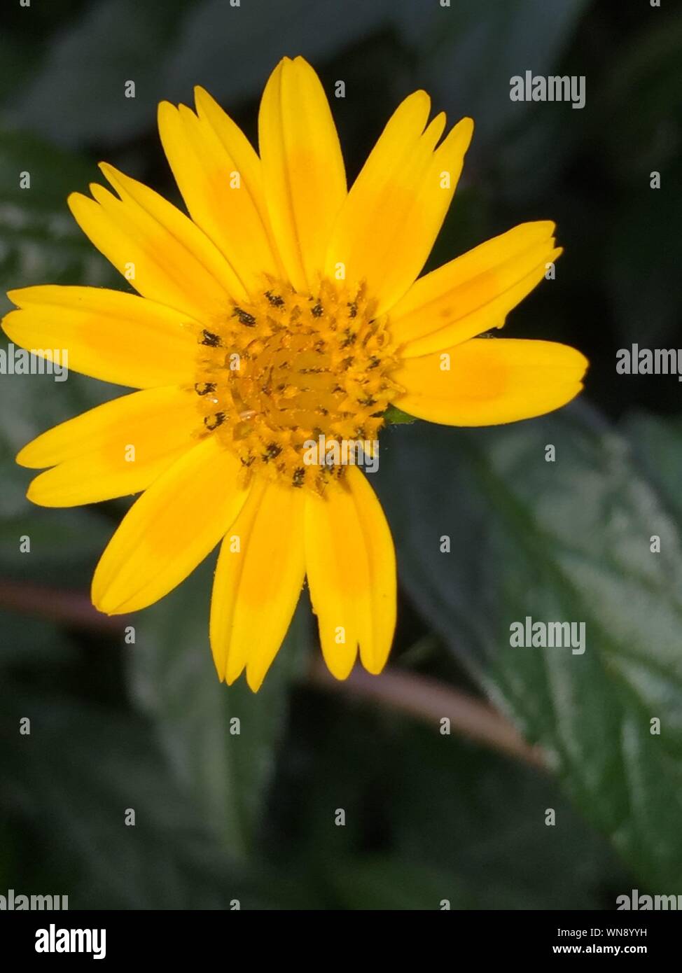 Petal missing hi-res stock photography and images - Alamy