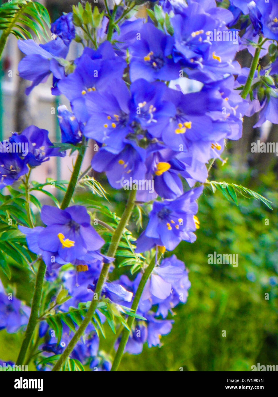 Summer, flowers, green flowerbed. Bright blue bell flowers. My bells ...
