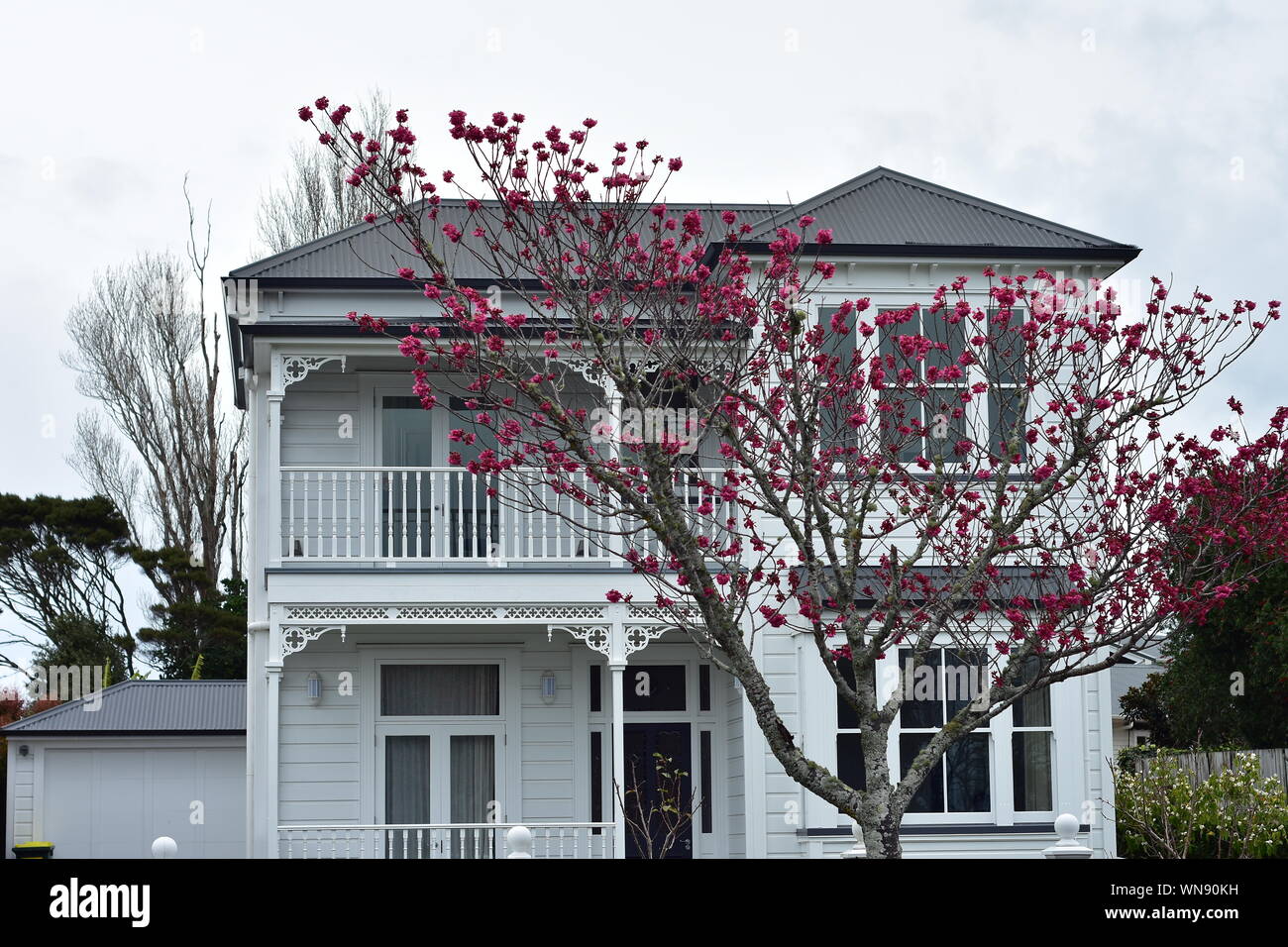 Classic white two-story wooden villa with tree with saturated pink ...