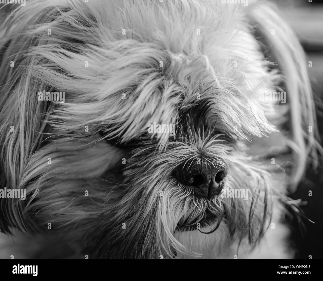 Mimi, the Shih Tzu Stock Photo - Alamy