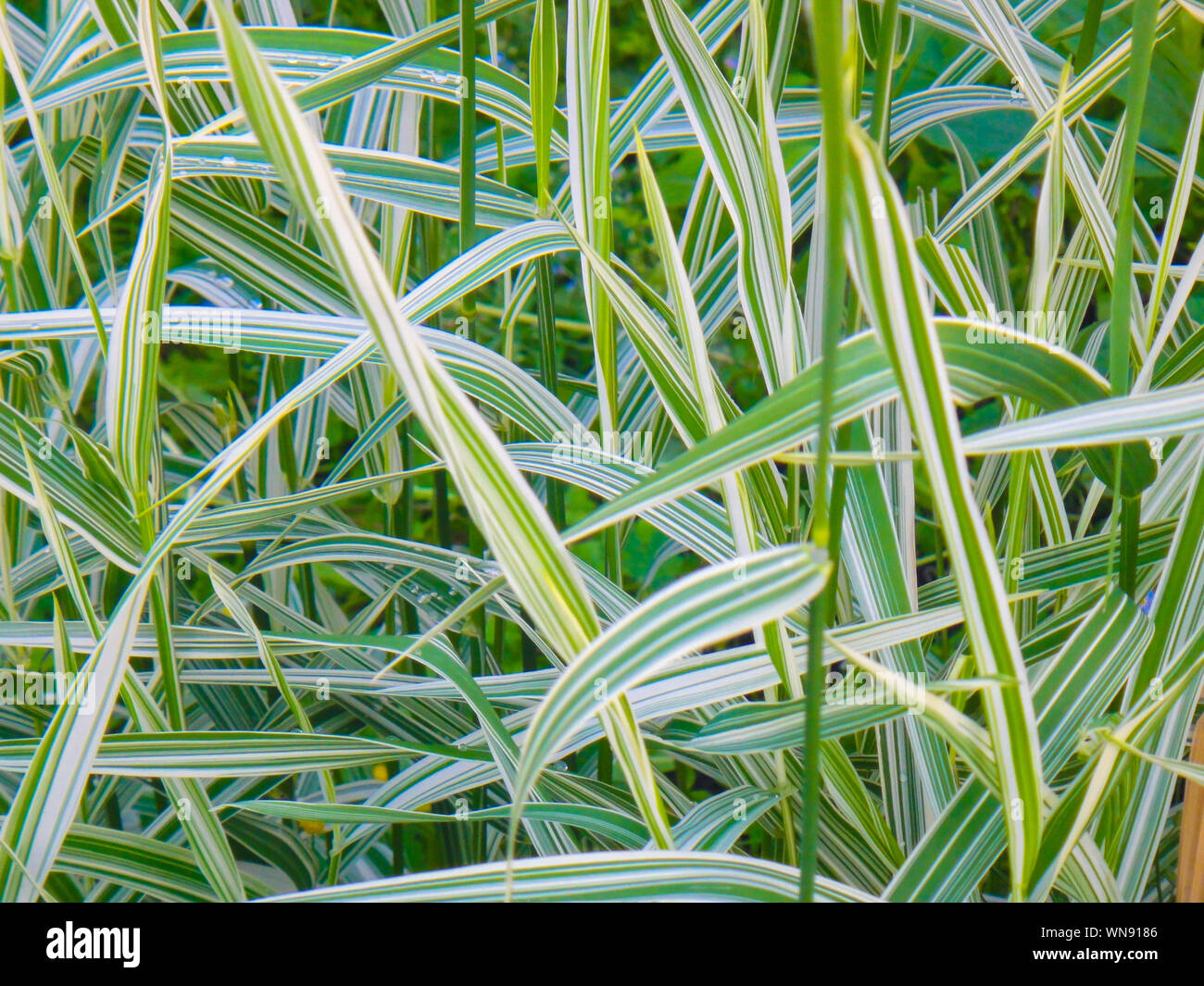 Long leaves of flowers hi-res stock photography and images - Alamy