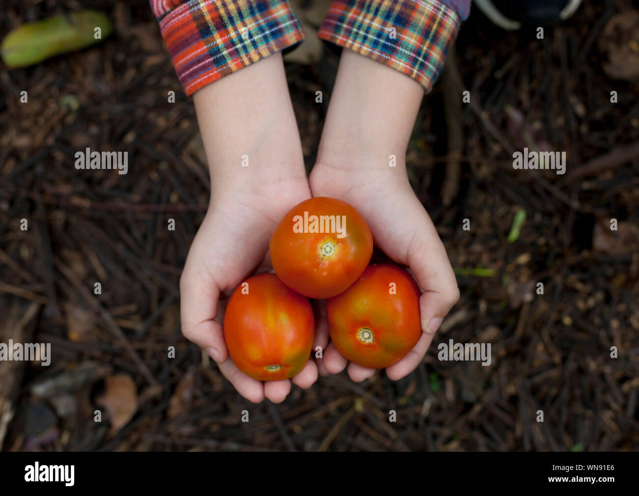 Hands holding tomatoes hi-res stock photography and images - Alamy