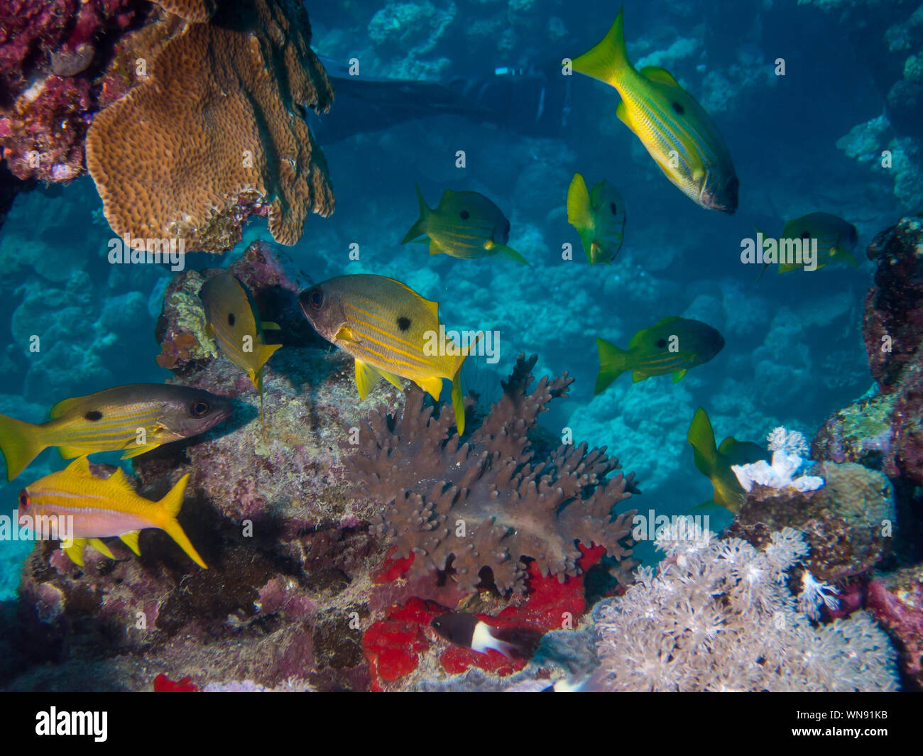 One spot snapper in the Red Sea Stock Photo - Alamy