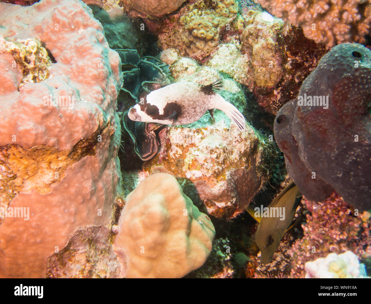 Masked puffer fish hi-res stock photography and images - Alamy