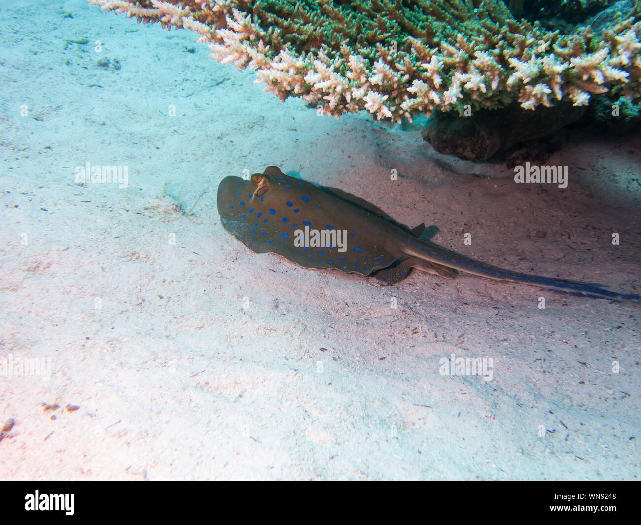 Blue Spotted Sting Ray Stock Photo - Alamy