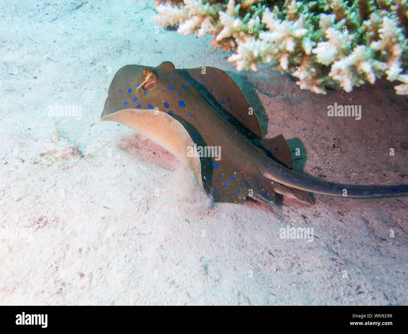 Blue Spotted Sting Ray Stock Photo - Alamy