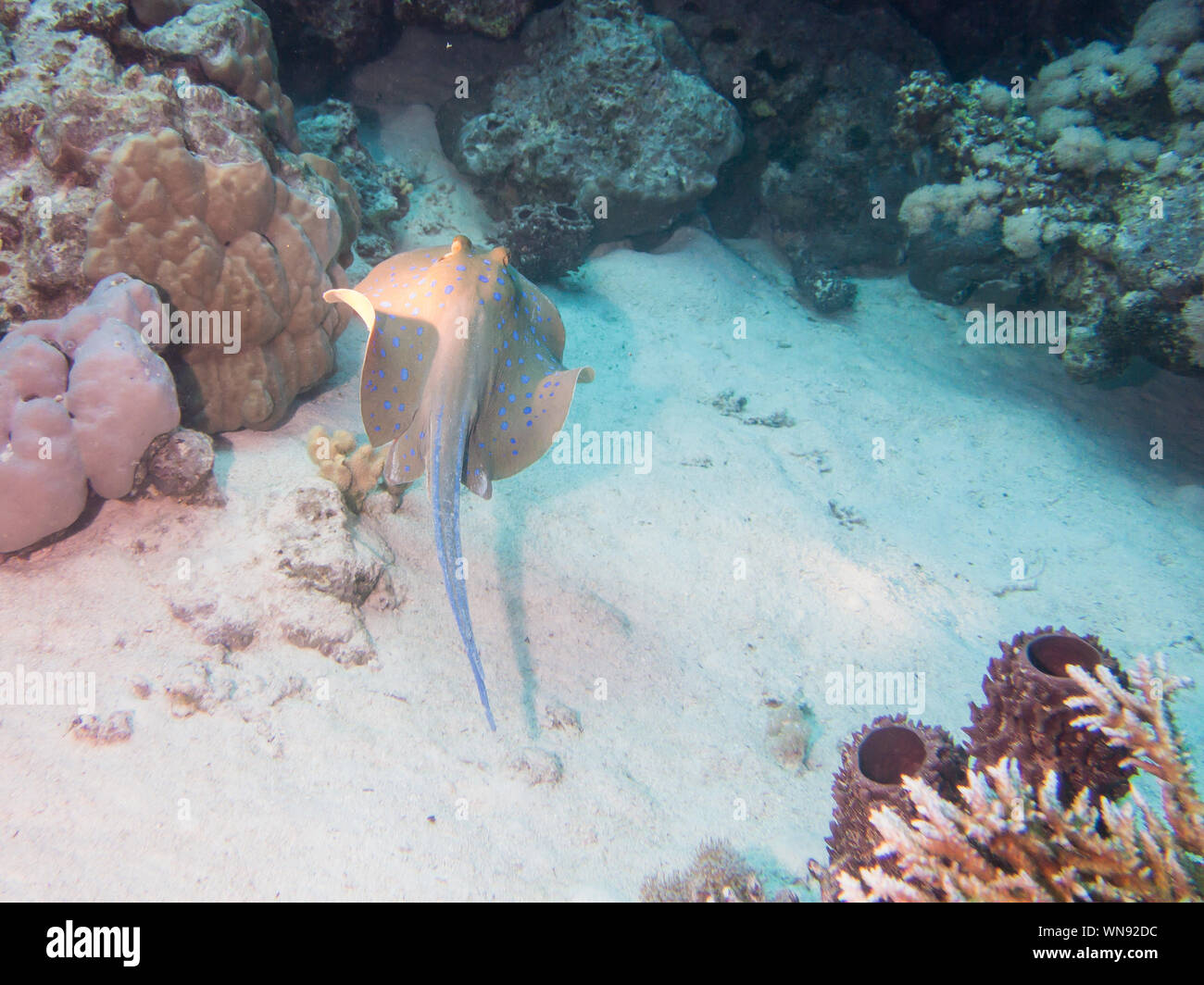 Blue Spotted Sting Ray Stock Photo - Alamy