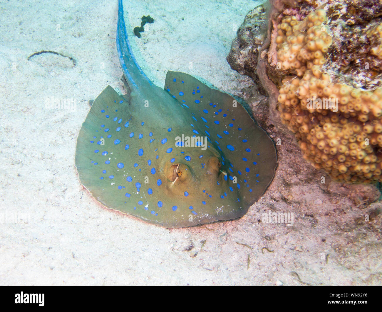 Blue Spotted Sting Ray Stock Photo - Alamy