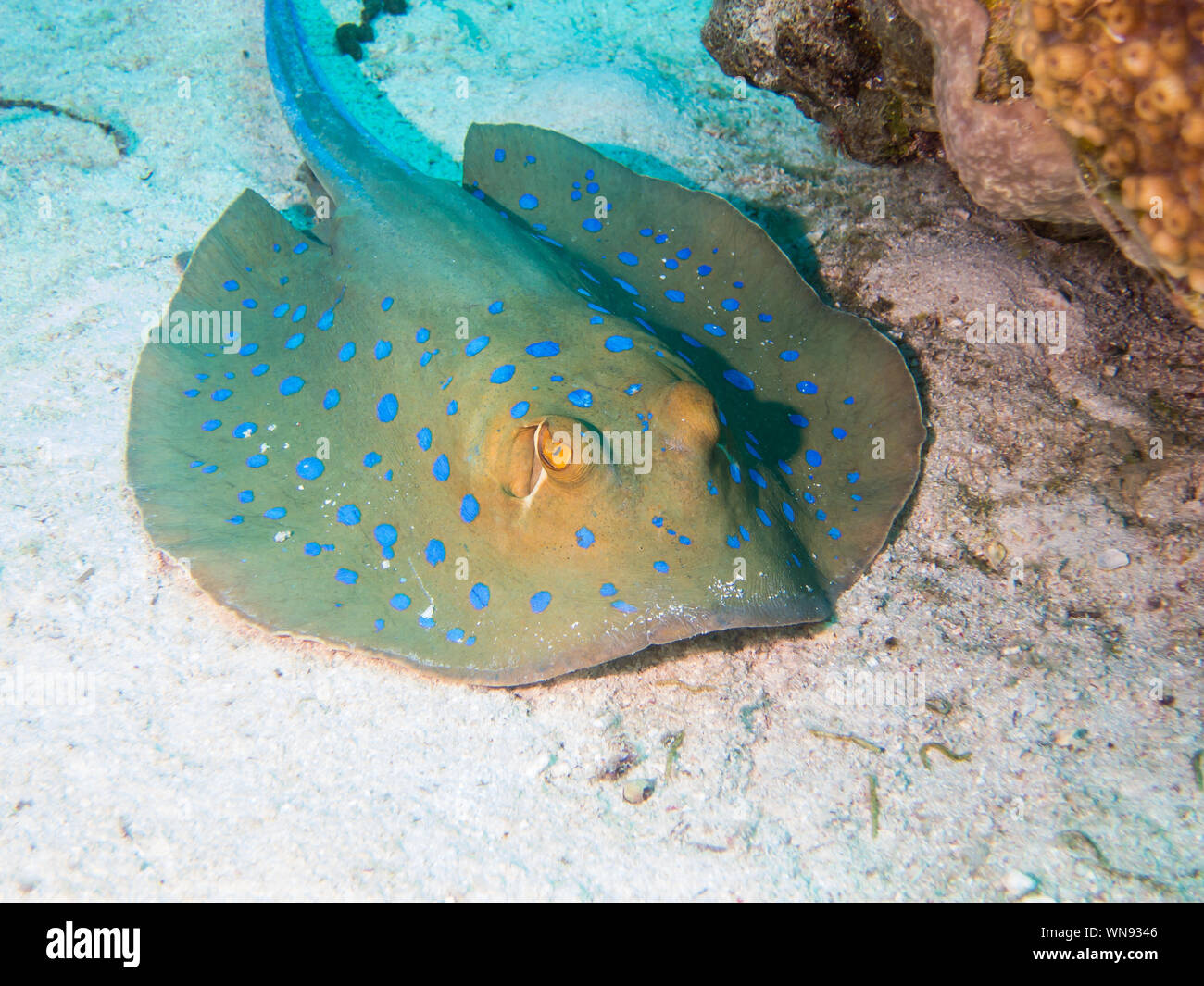 Blue Spotted Sting Ray Stock Photo - Alamy