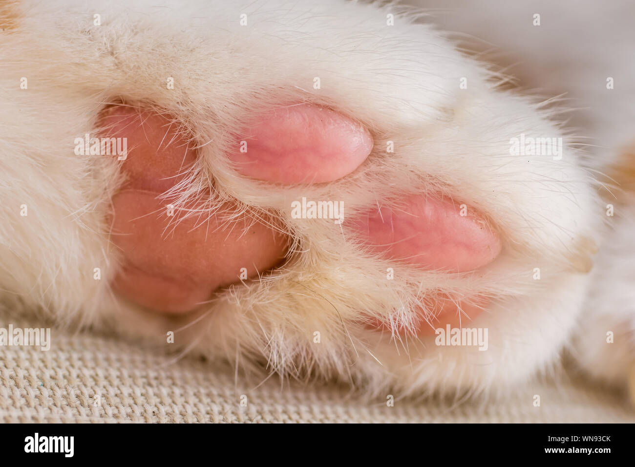 Paw of a white cat in detail Stock Photo - Alamy