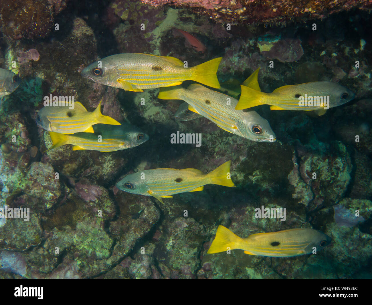 One spot snapper in the Red Sea Stock Photo - Alamy