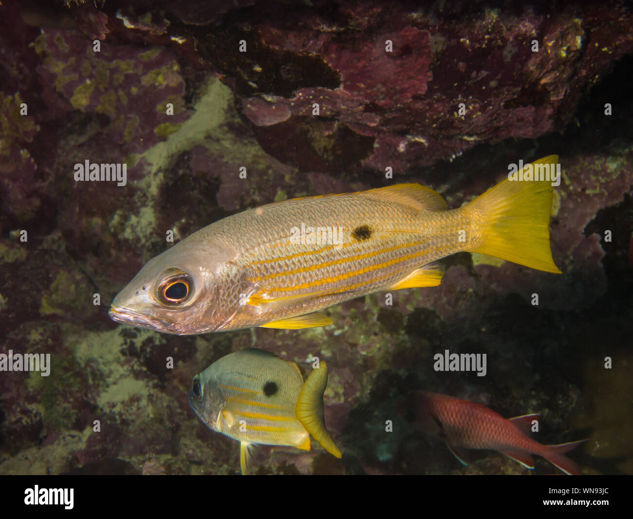 One spot snapper in the Red Sea Stock Photo - Alamy