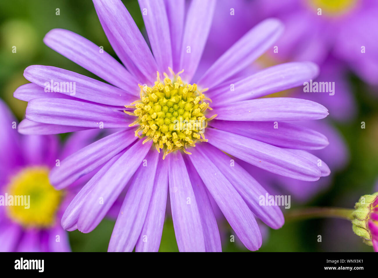 Purple daisies in detail as a closeup Stock Photo - Alamy