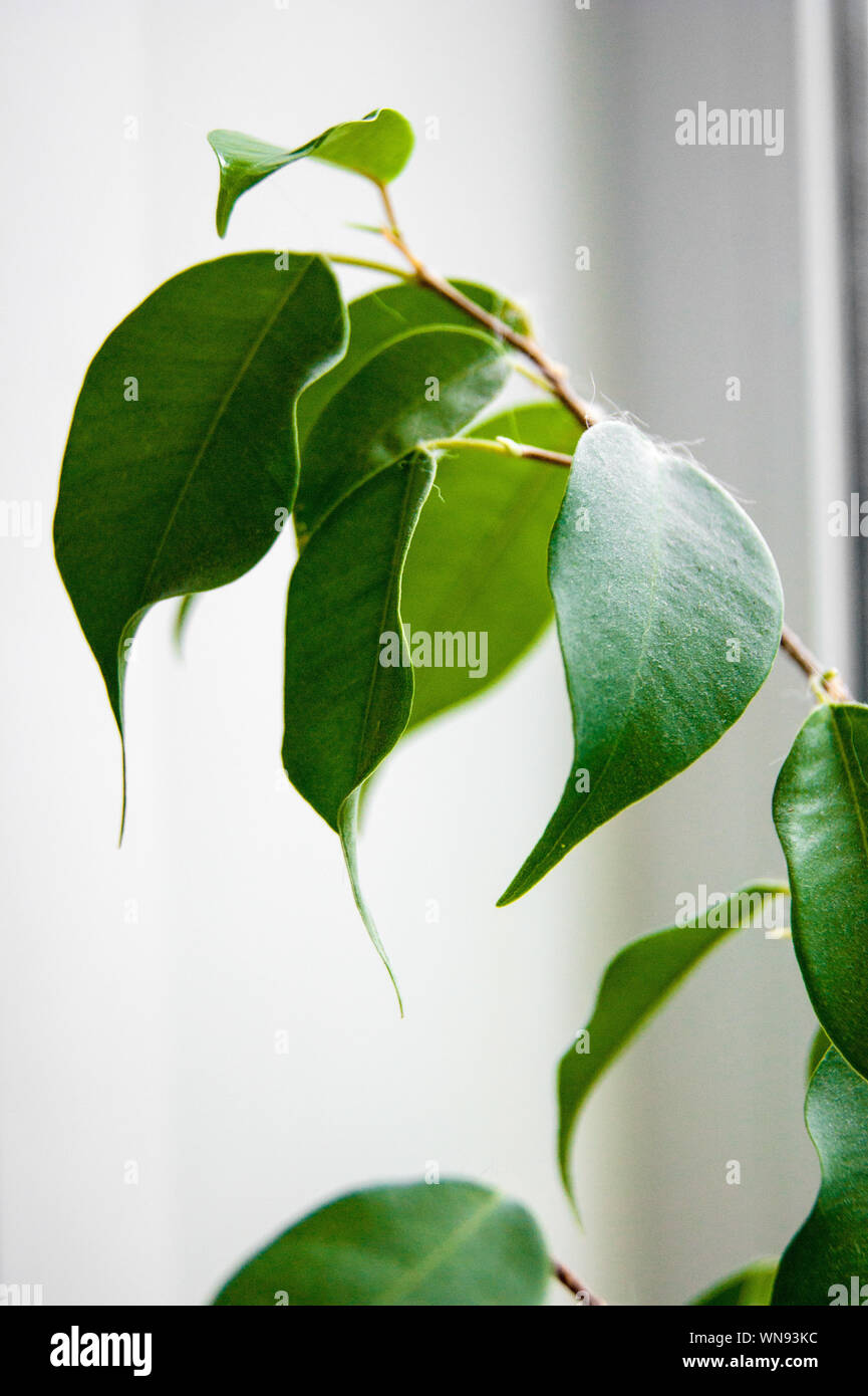 Ficus plant indoor hi-res stock photography and images - Alamy