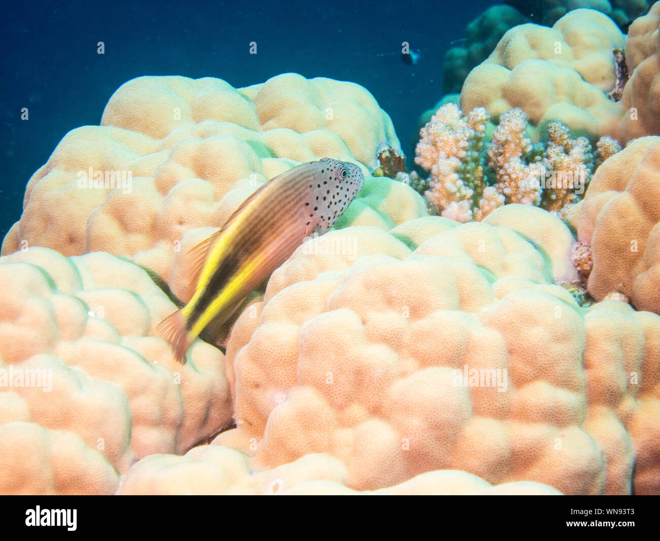 Freckled Hawk Fish Stock Photo - Alamy