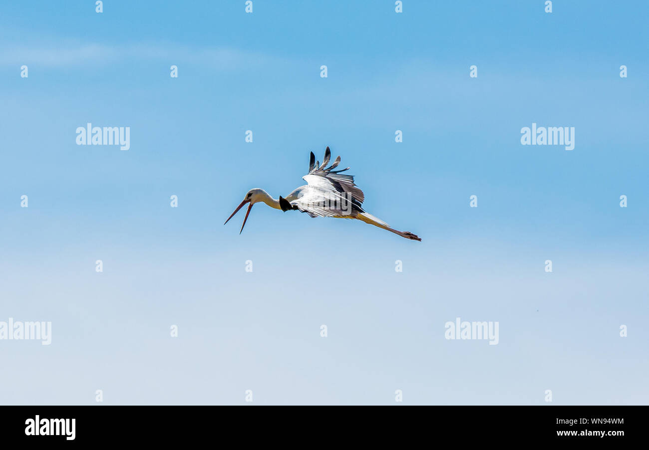 At the sky with prey in its beak hi-res stock photography and images ...