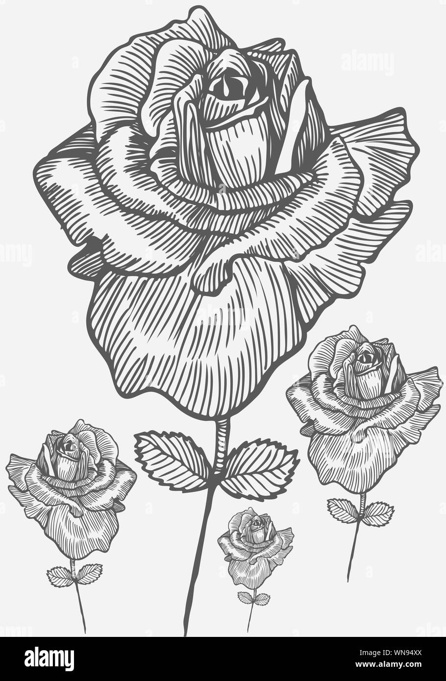 Hand Drawn Rose Stock Vector Image & Art - Alamy