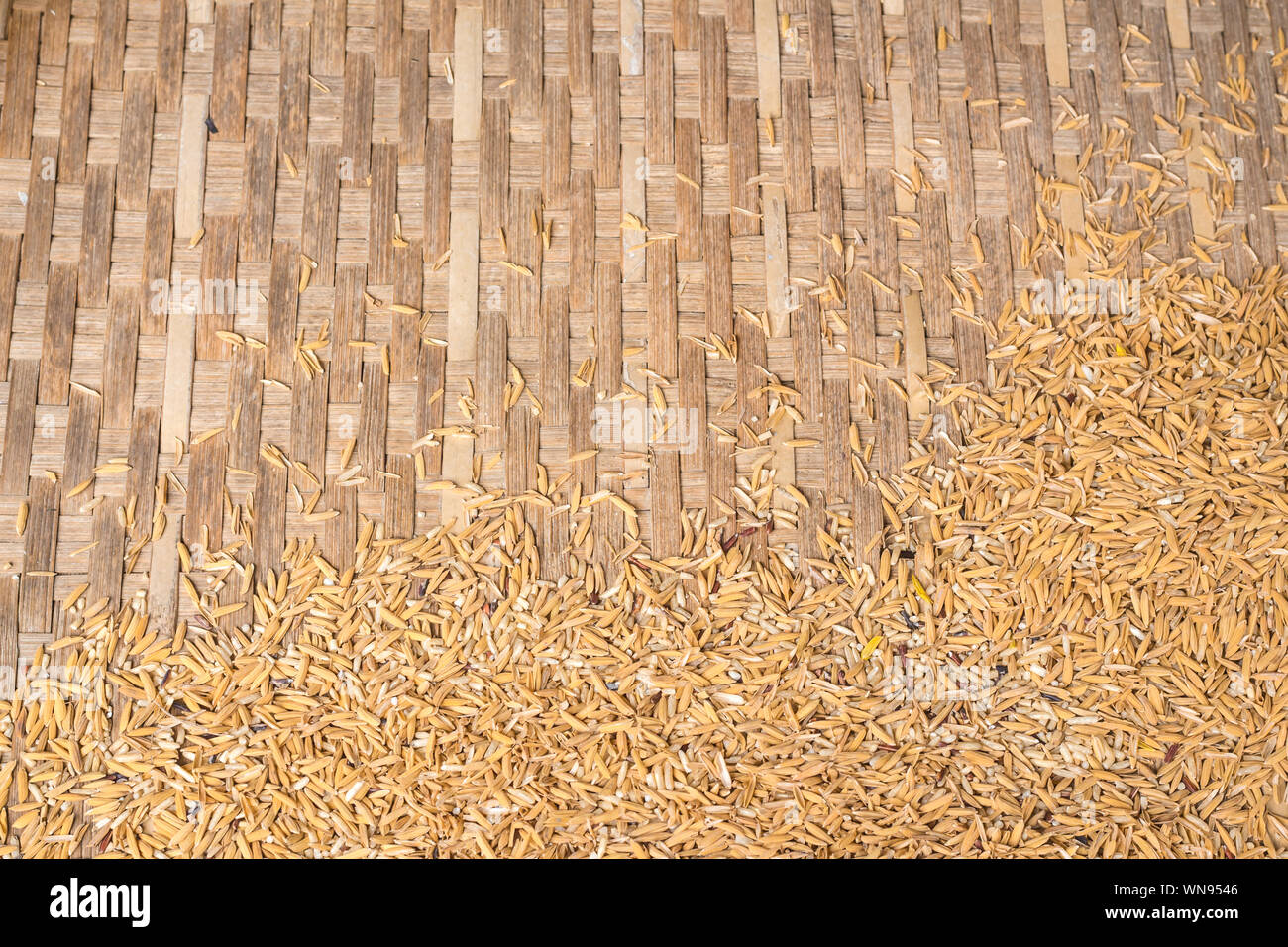 Background of paddy drying of the farmer in Thailand Stock Photo - Alamy