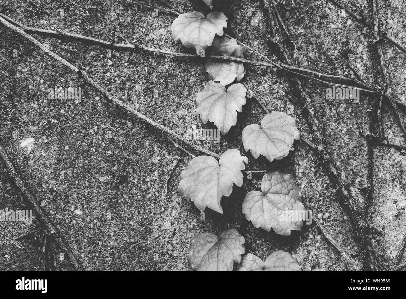 Definition Of Creepers In Biology at Thomas Simpson blog