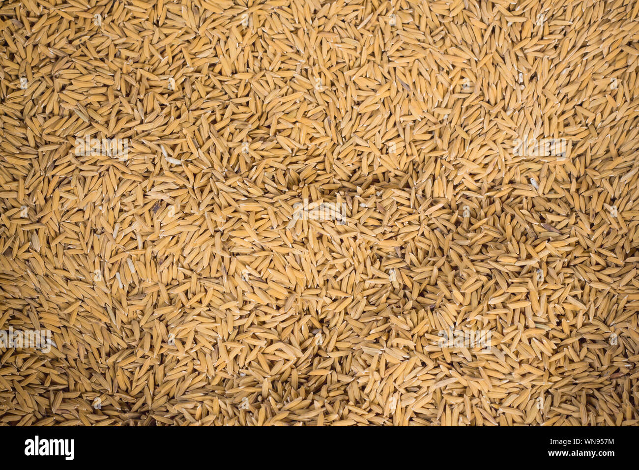 Background of paddy drying of the farmer in Thailand Stock Photo - Alamy