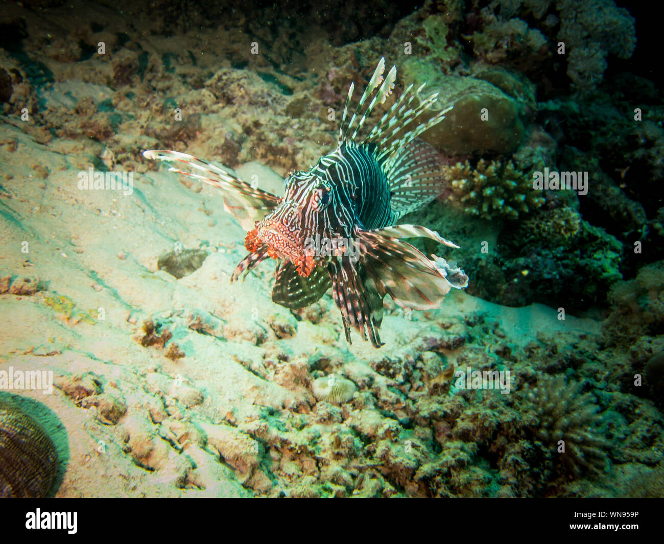 Lion fish in the Red Sea Stock Photo - Alamy