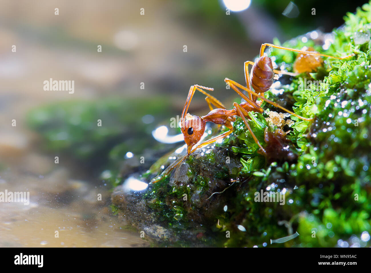 Ant in water hi-res stock photography and images - Alamy