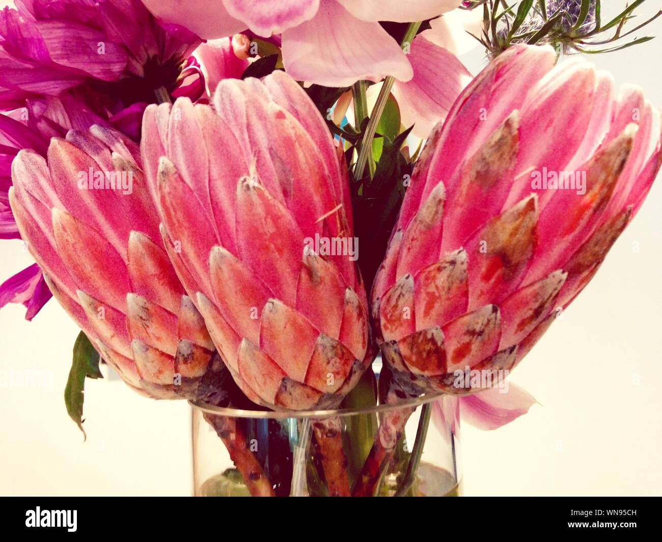 Protea bud hi-res stock photography and images - Alamy
