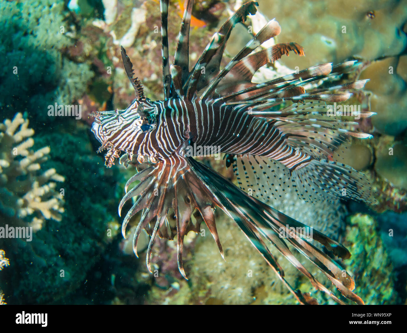 Lion fish in the Red Sea Stock Photo - Alamy