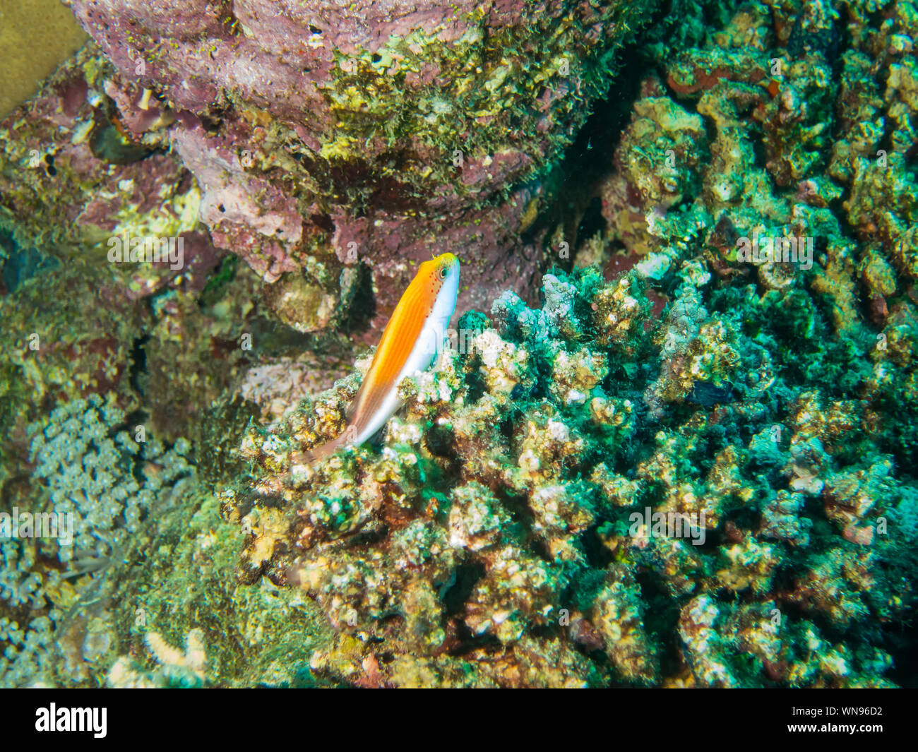 Freckled Hawk Fish Stock Photo - Alamy