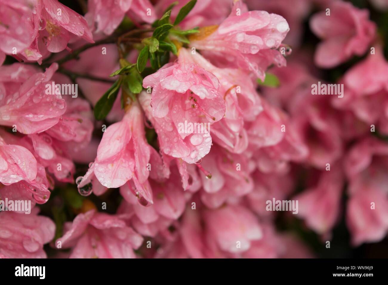 Rain and petals hi-res stock photography and images - Alamy