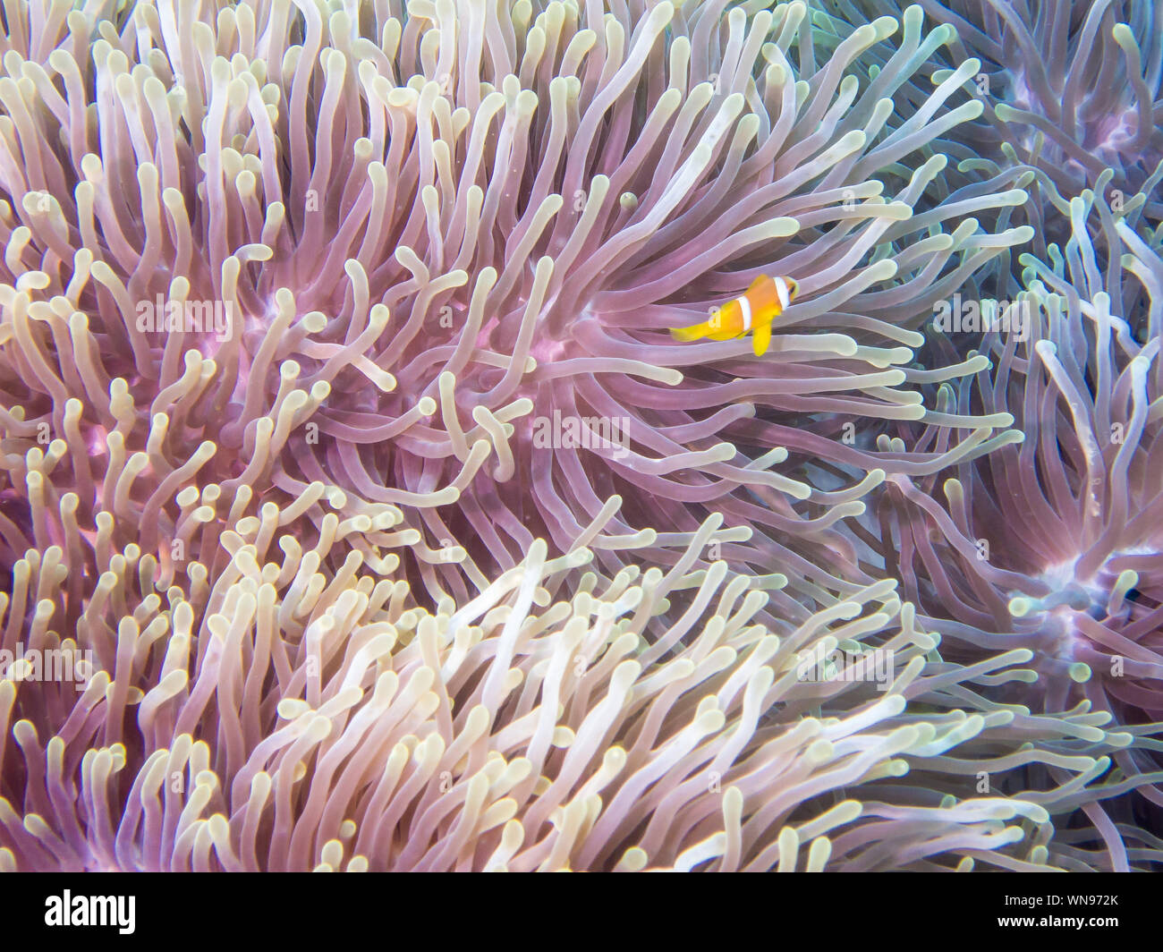 Red Sea Anemone fish Stock Photo - Alamy