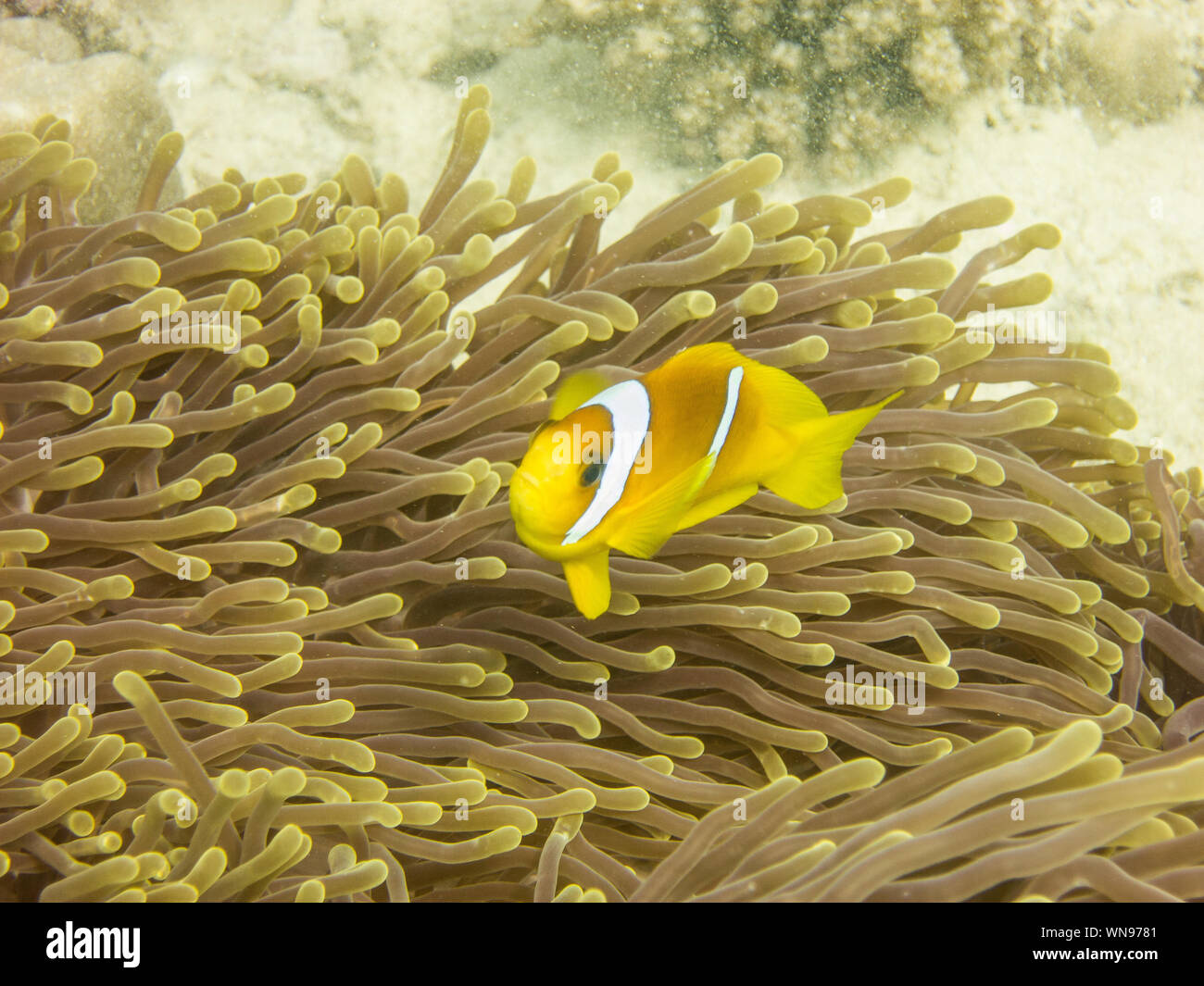 Red Sea Anemone fish Stock Photo - Alamy