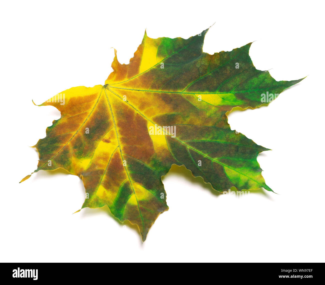 Multicolor maple-leaf. Isolated on white background Stock Photo - Alamy