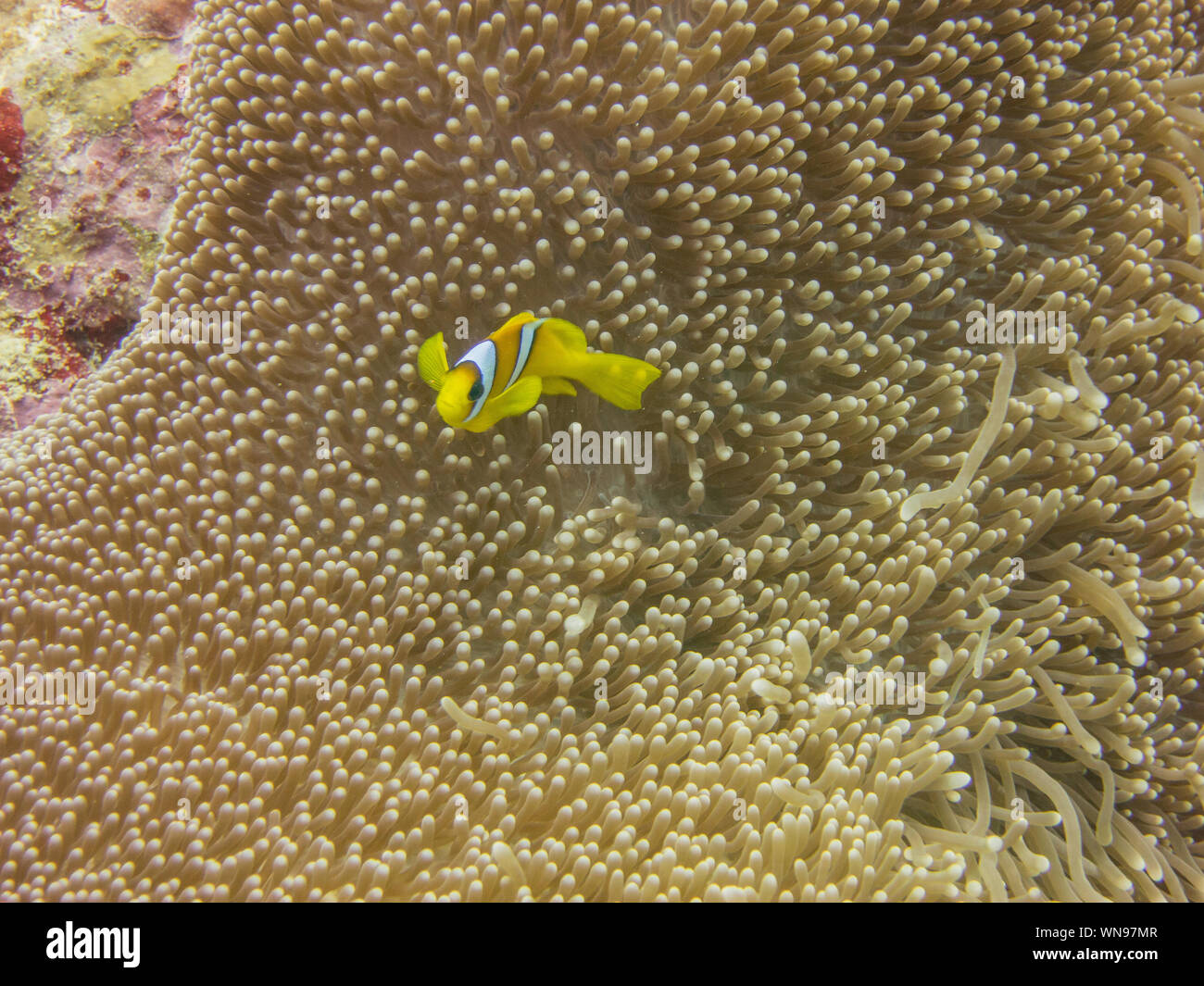Red Sea Anemone fish Stock Photo - Alamy
