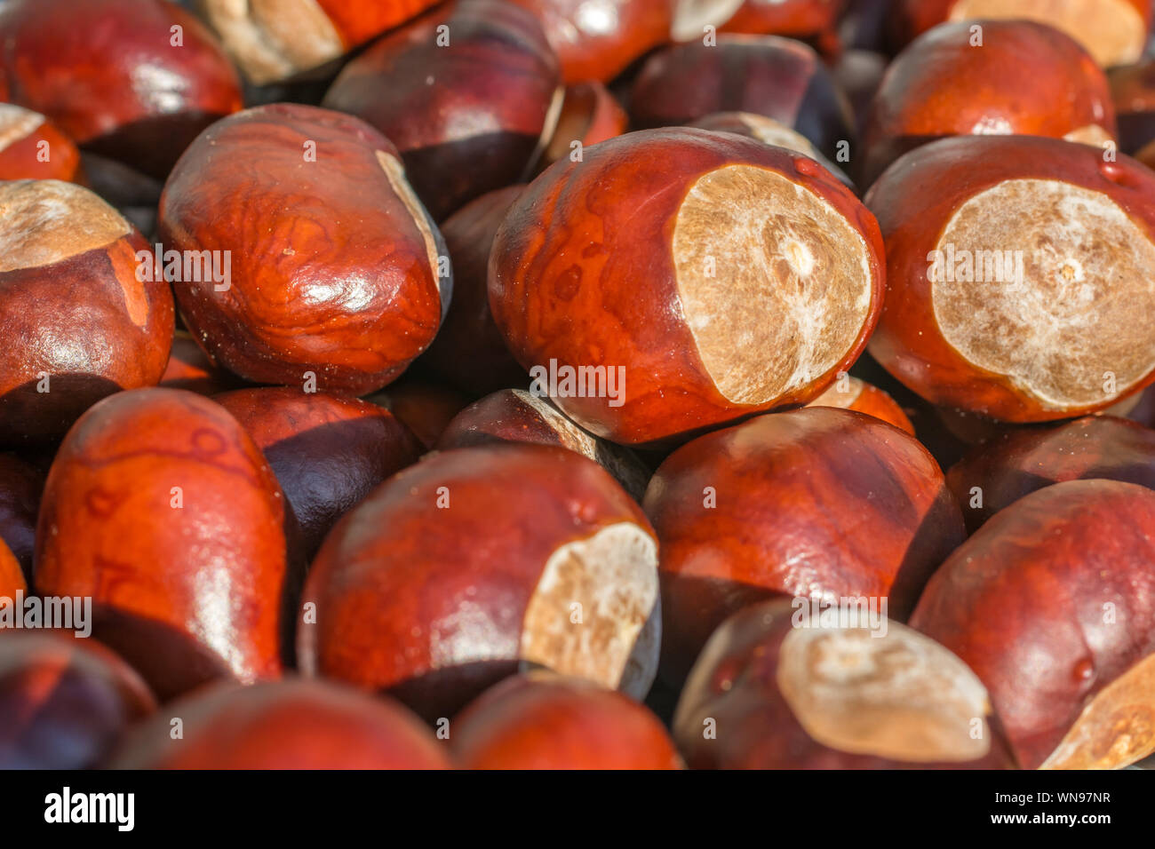 Shiny brown chestnuts as autumnal background Stock Photo - Alamy