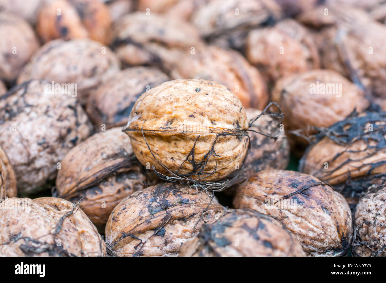 Walnut plantation hi-res stock photography and images - Alamy